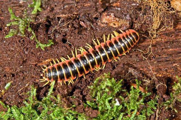 Pennsylvania Millipede (Diplopoda) - Stock Photo - Dissolve