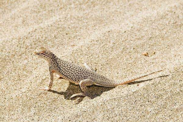 An Endangered Coachella Valley Fringe-Toed Lizard (Uma Inornata) On A ...