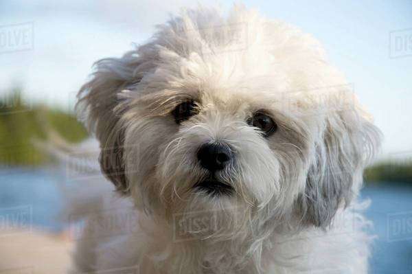 Portrait Of White Dog - Stock Photo - Dissolve
