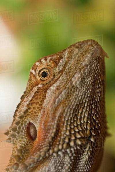 Bearded Dragon Lizard - Royalty-free Stock Photo | Dissolve