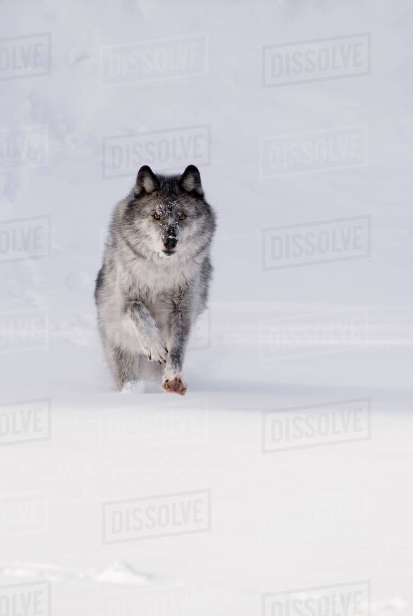 Wolf Running In The Snow - Stock Photo - Dissolve