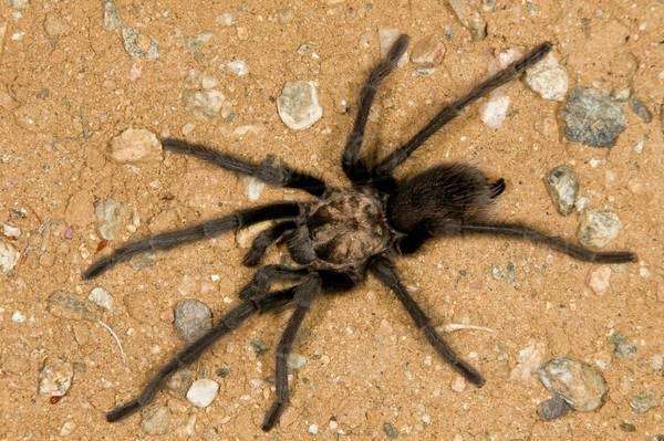 A California Tarantula Walking Over The Mojave Desert Floor, California ...