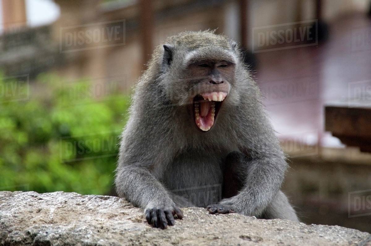 Bali, Indonesia; Monkey Screaming - Royalty-free Stock Photo | Dissolve