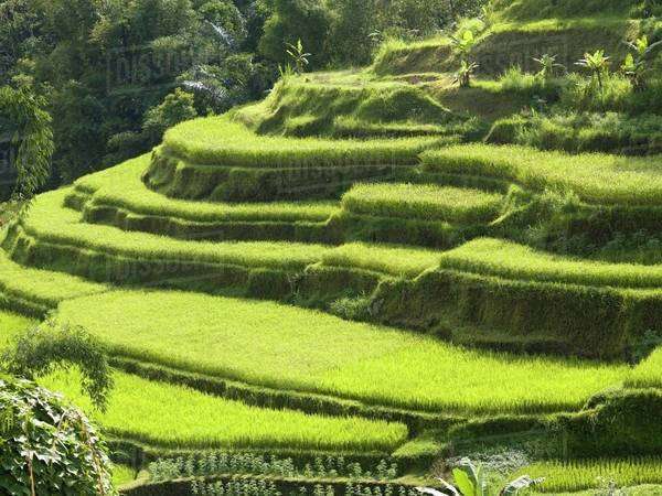 Rice Fields In Bali, Indonesia - Royalty-free Stock Photo | Dissolve