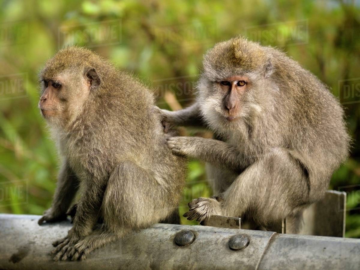 Two Baboons - Royalty-free Stock Photo | Dissolve