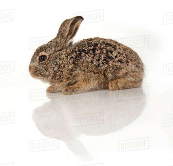 Baby Rabbit - Royalty-free Stock Photo | Dissolve