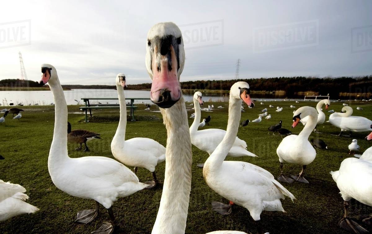 Large Flock Of Swan On Land - Stock Photo - Dissolve