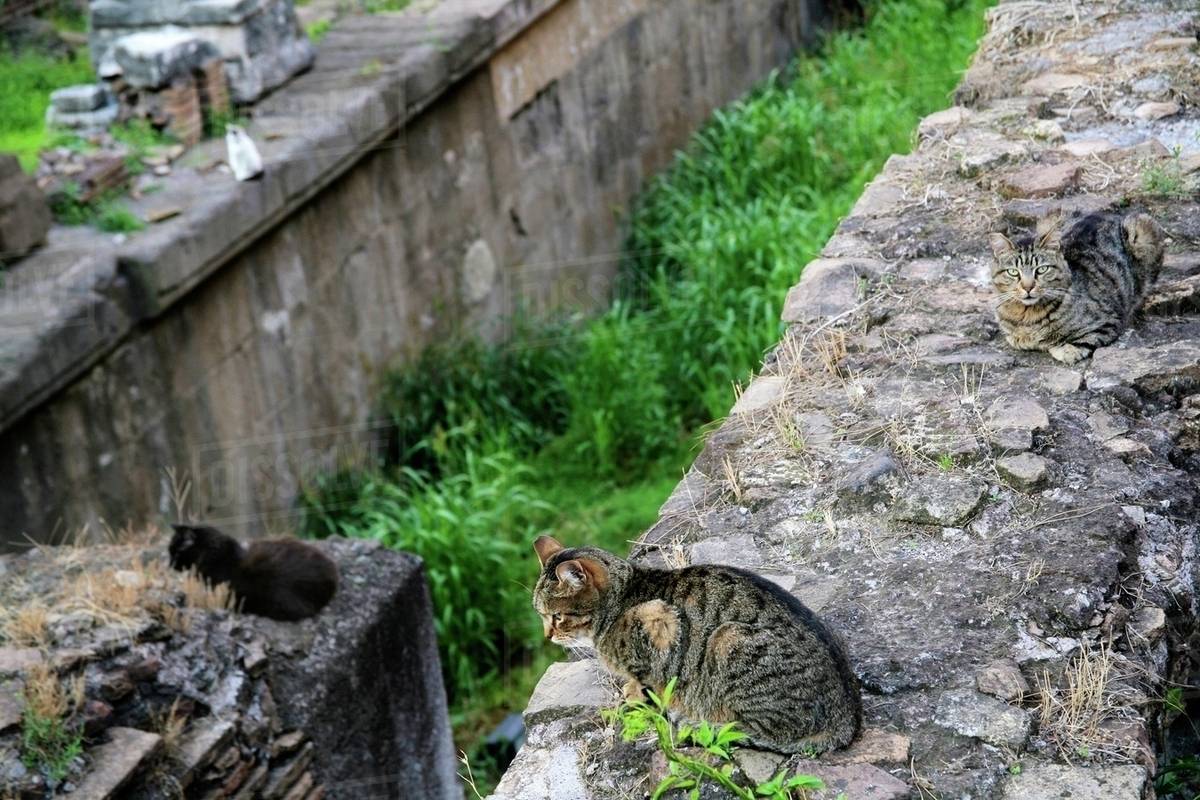 Florence, Italy; Cats Living In Ruins - Royalty-free Stock Photo | Dissolve