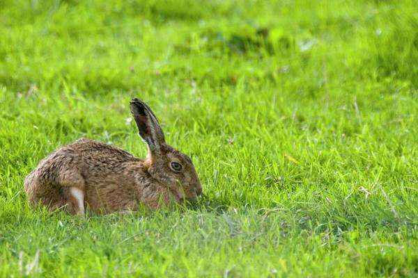 Hare In The Grass - Stock Photo - Dissolve