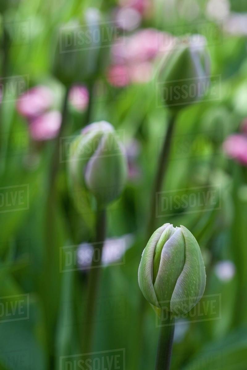 Budding Tulips - Stock Photo - Dissolve