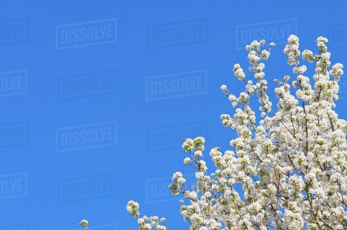 Portland, Oregon, Usa; Pear Tree In Bloom - Royalty-free Stock Photo ...