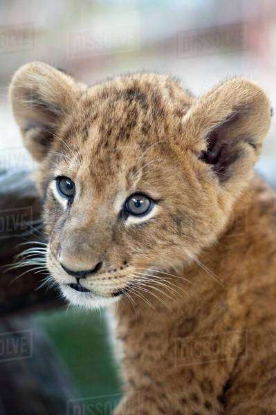 Lion Cub; Close Up Of Lion Cub's Face - Royalty-free Stock Photo | Dissolve