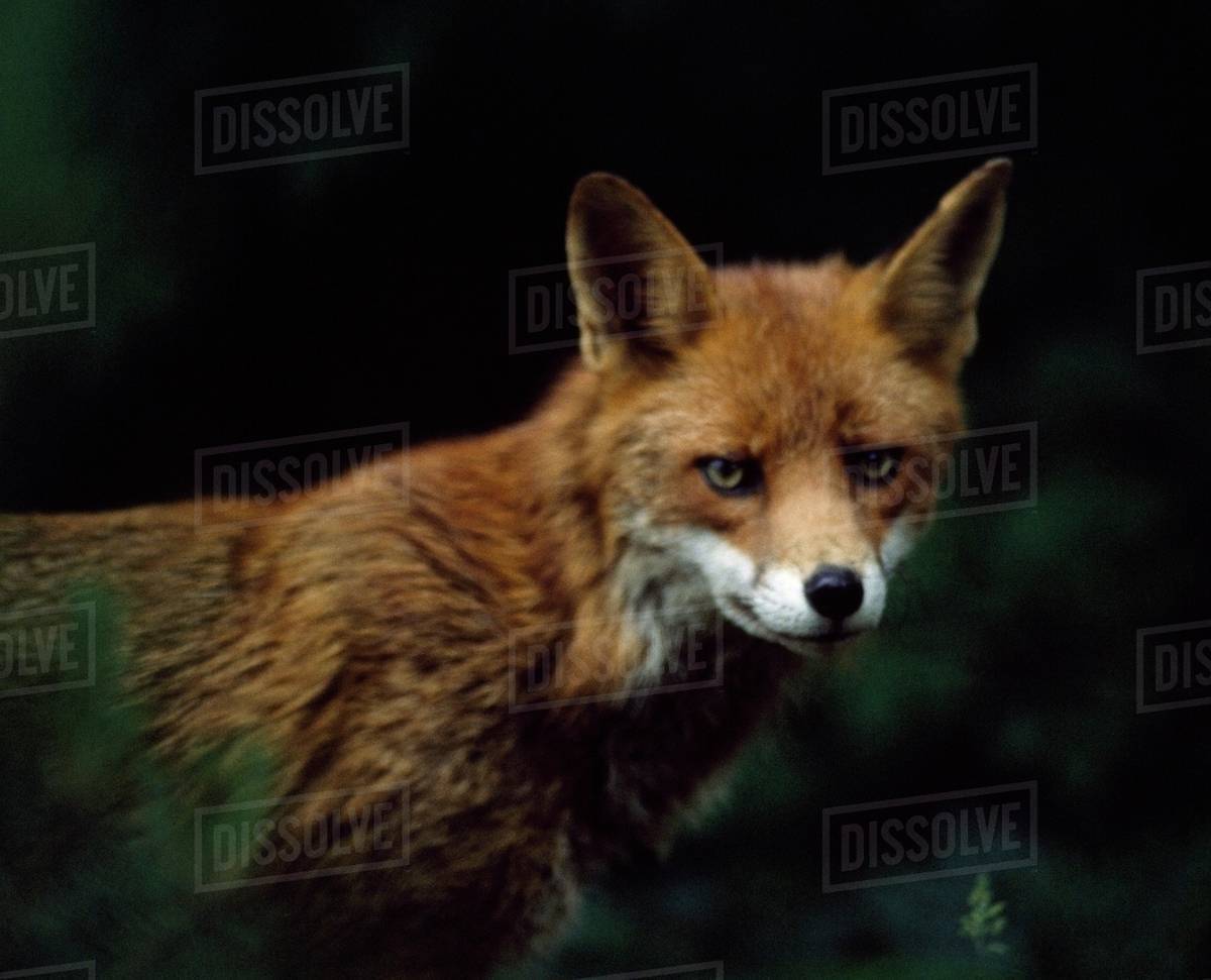 Red Fox; Ireland - Royalty-free Stock Photo | Dissolve