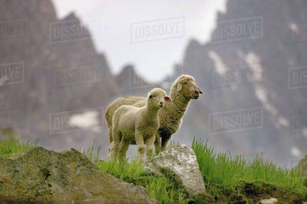Sheep In The Mountains - Royalty-free Stock Photo | Dissolve