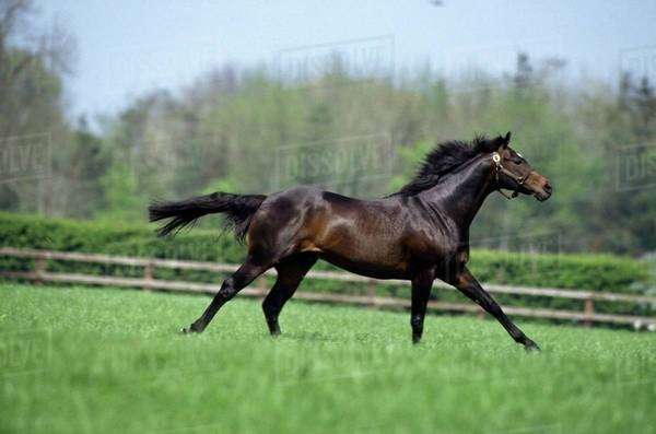 Horse Thoroughbreds; Ireland - Royalty-free Stock Photo | Dissolve