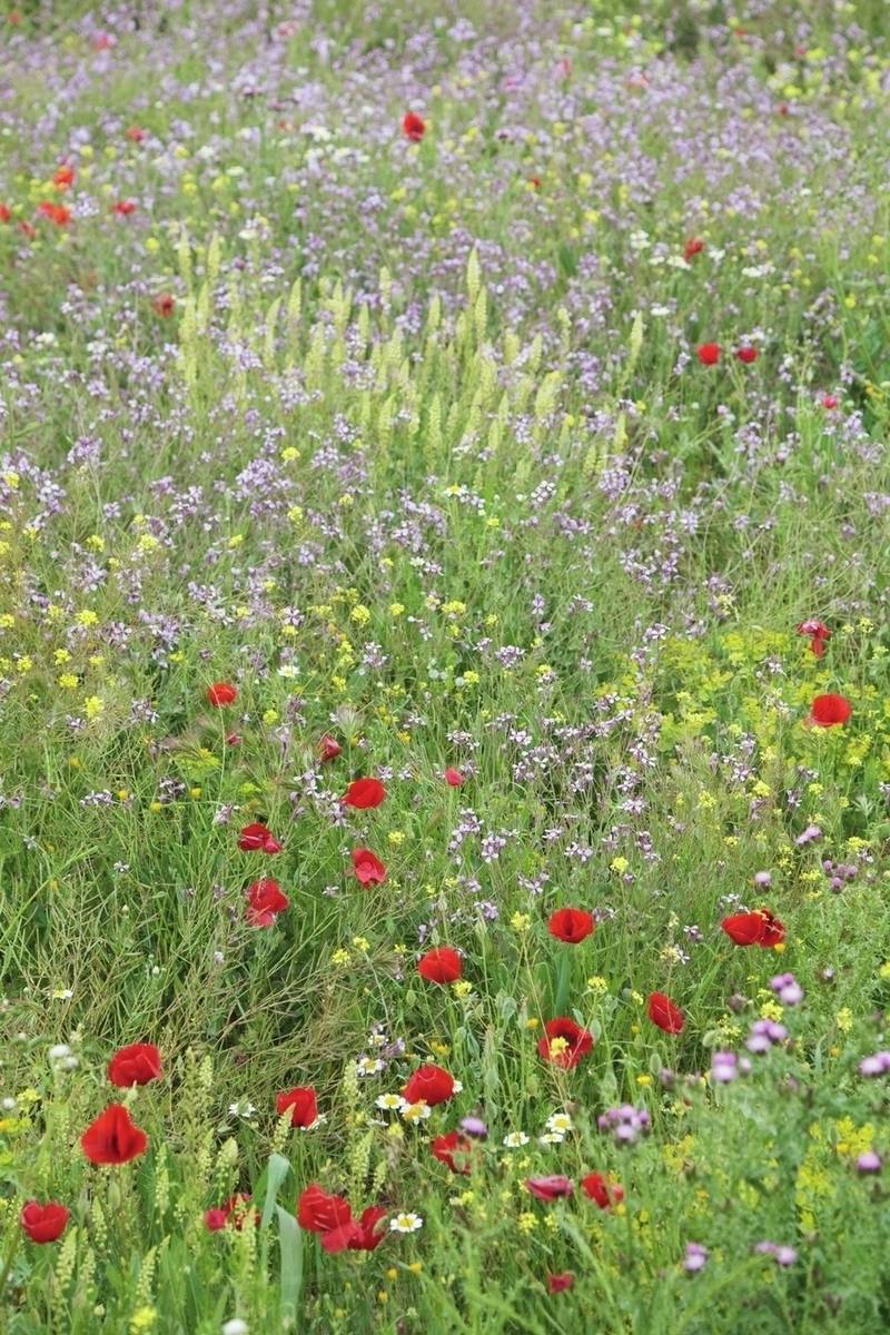 Springtime Poppies And Other Wildflowers, Granada Province, Andalusia, Spain - Royalty-free ...