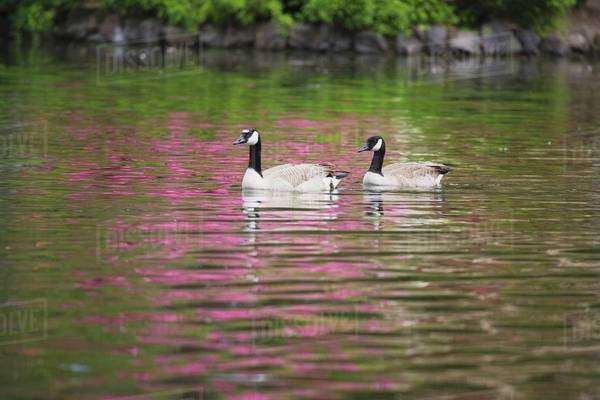 Pair Of Geese Swimming - Stock Photo - Dissolve