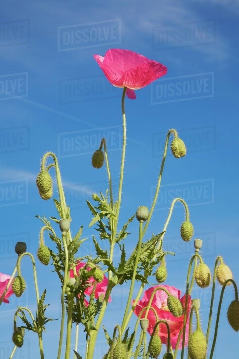 Red Flower Against Blue Sky - Royalty-free Stock Photo | Dissolve