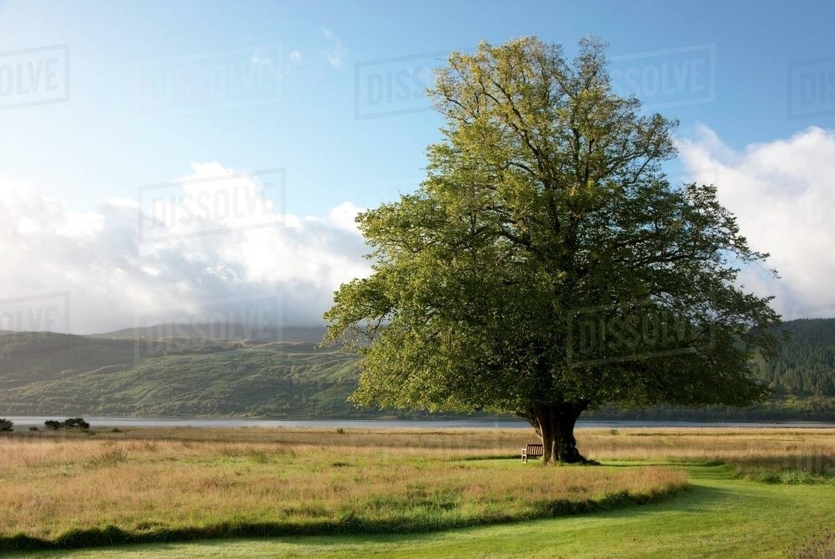 Tree In A Field, Highland, Scotland - Royalty-free Stock Photo | Dissolve
