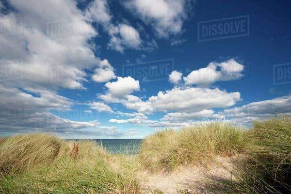 Grassy Beach - Stock Photo - Dissolve