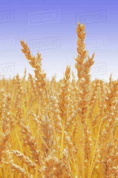 Blades Of Wheat - Stock Photo - Dissolve