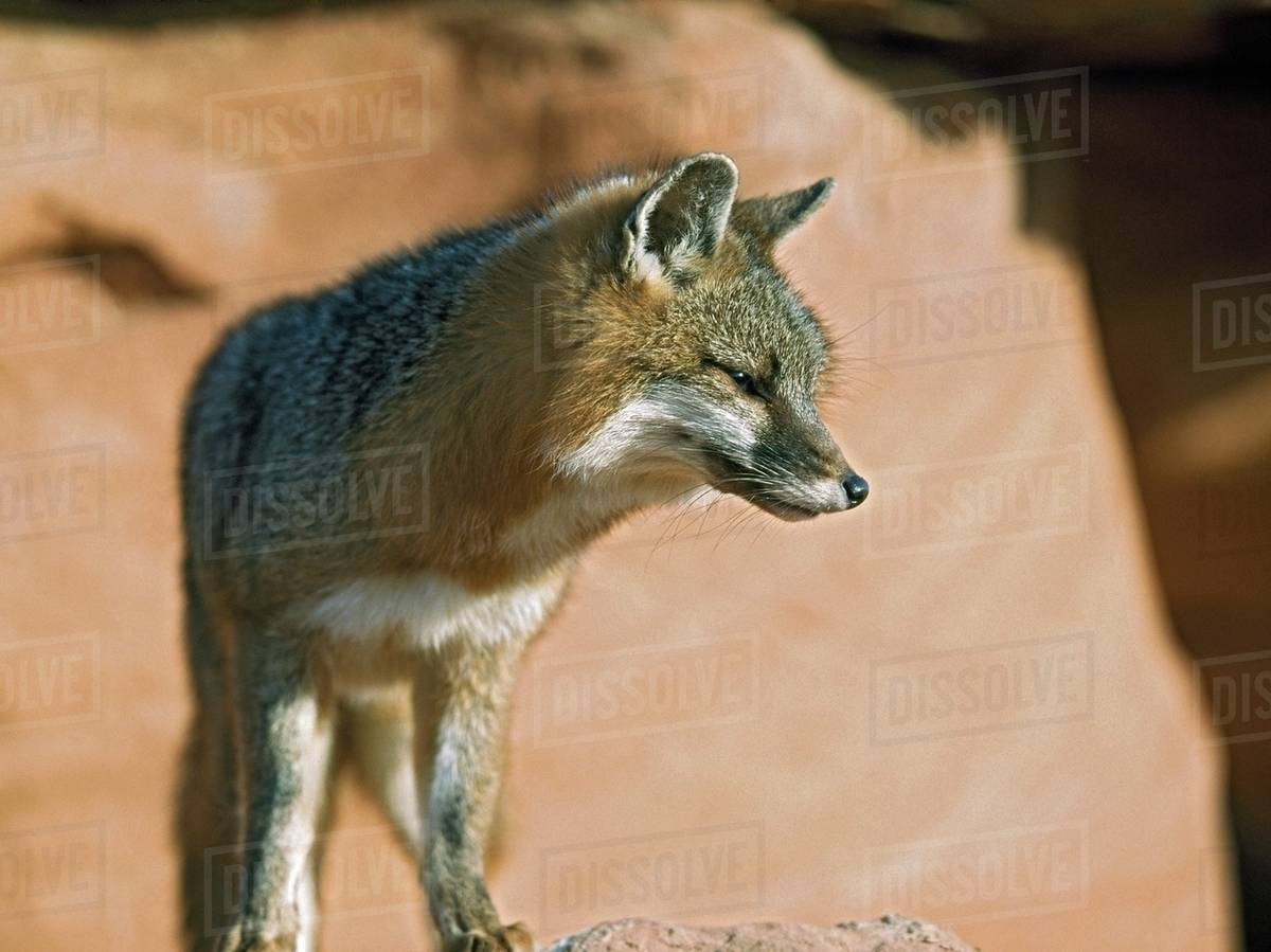 Gray Fox (Urocyon Cinereoargenteus); Utah, Usa - Royalty-free Stock ...