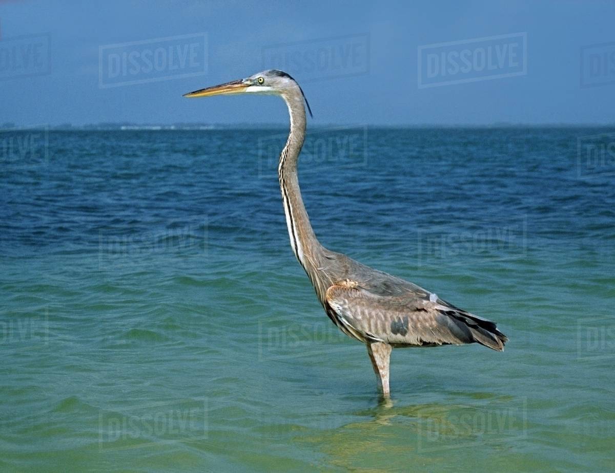 Juvenile Great Blue Heron (Ardea Herodias) - Stock Photo - Dissolve