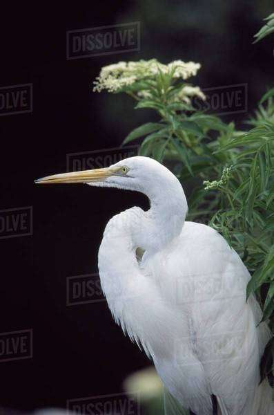 Profile Of Great Egret; Florida, Usa - Stock Photo - Dissolve