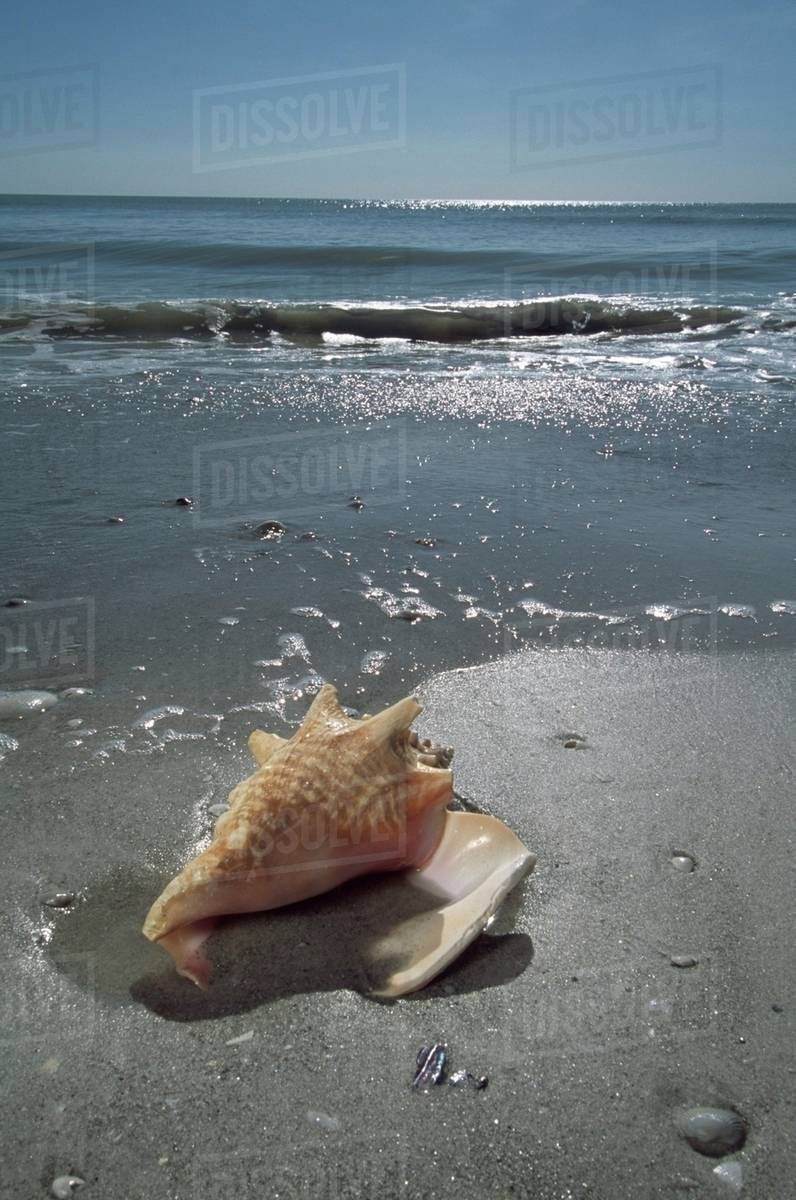 Sea Shell On Beach, Sanibel Island, Florida, Usa - Royalty-free Stock ...