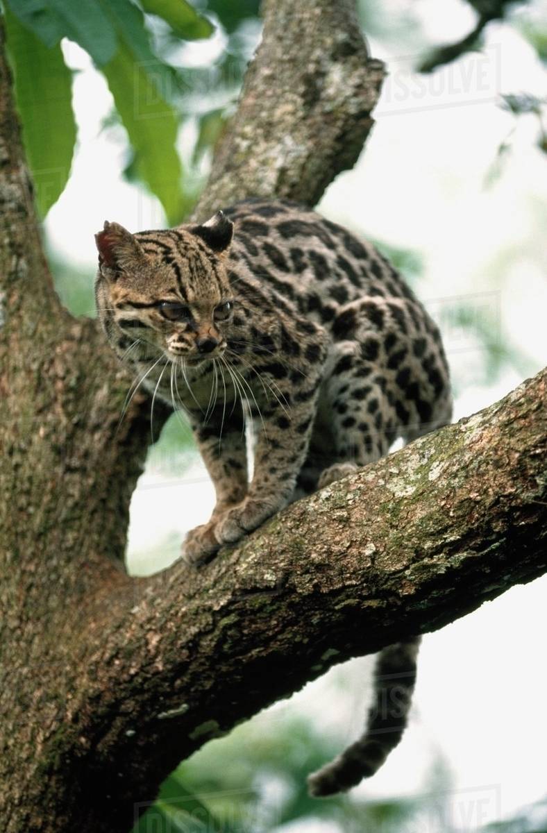 Margay (Leopardus Wiedii) In A Tree - Stock Photo - Dissolve