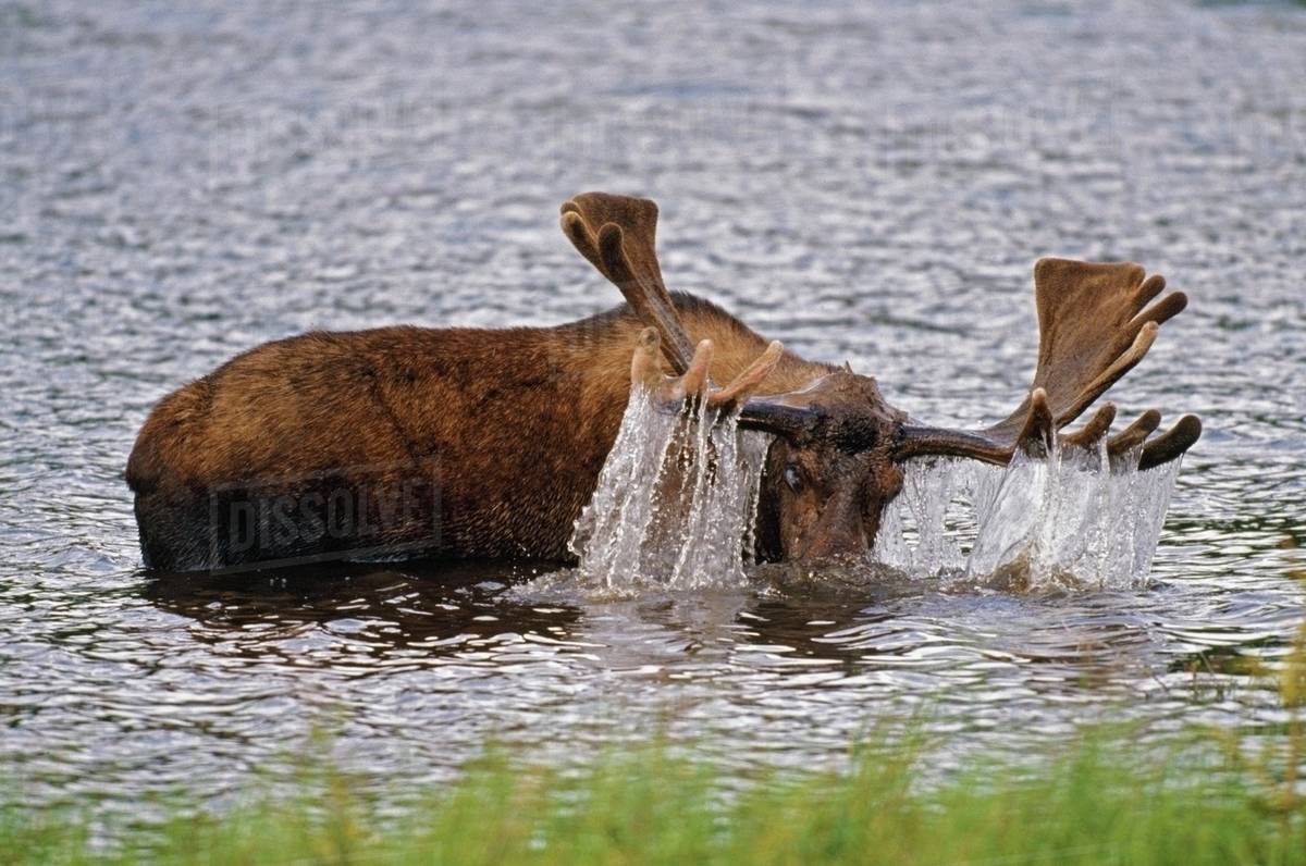 Bull Moose Raising Its Head From Underwater Feeding Royalty Free