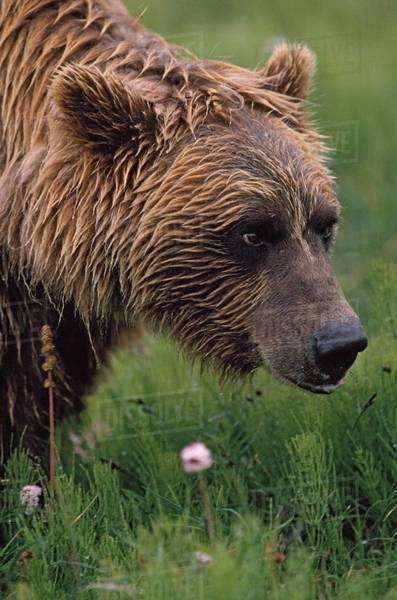 Grizzly Bear Wet From Rain - Royalty-free Stock Photo | Dissolve