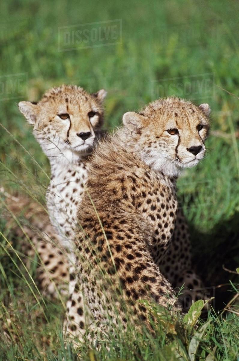 Young Cheetahs In Grassland Habitat, Africa - Stock Photo - Dissolve