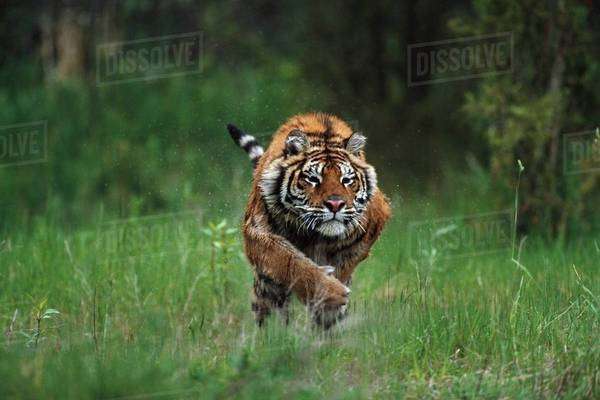 Wet Siberian Tiger Charging - Stock Photo - Dissolve