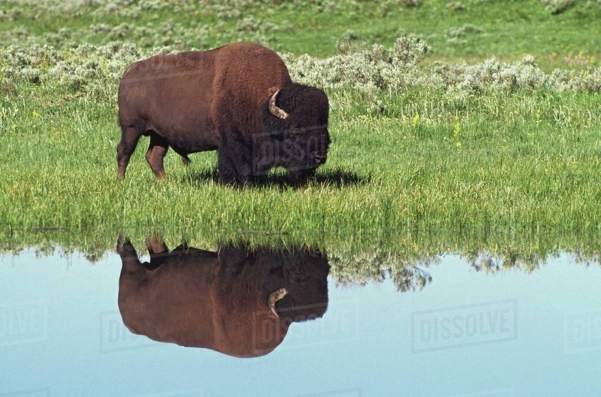 Bison (Bison Bison) On Grassy Meadow With Reflection In Pool - Royalty ...