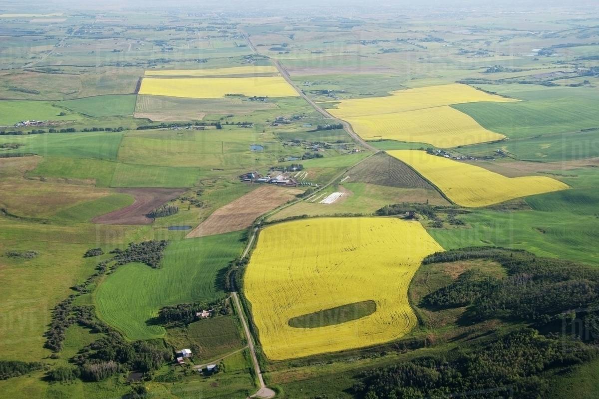 Aerial Of Flowering Canola Fields, Alberta, Canada - Stock Photo - Dissolve