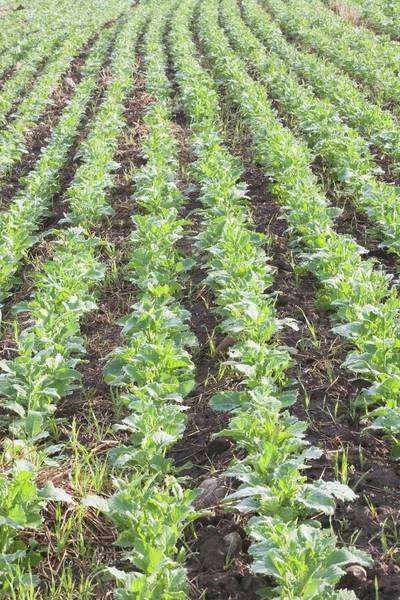 Rows Of Young Canola Plants, Alberta, Canada - Stock Photo - Dissolve