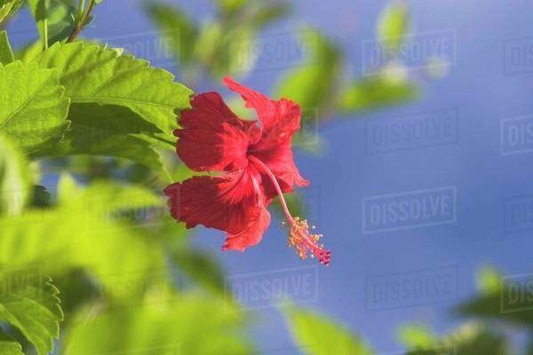 Tropical Flower - Royalty-free Stock Photo | Dissolve