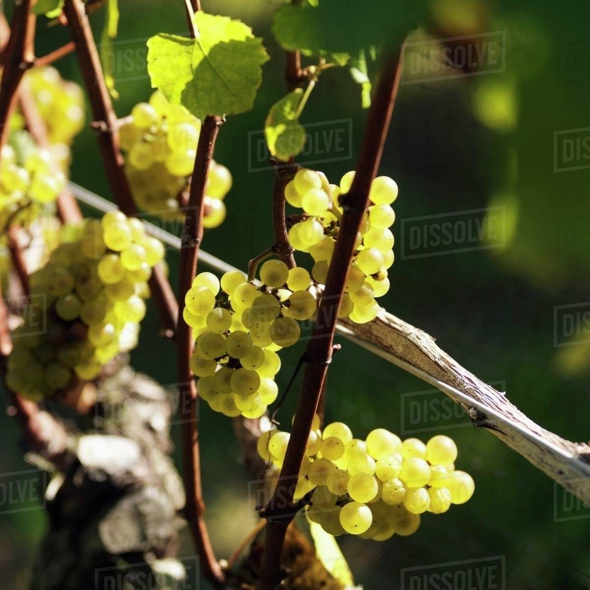 Close-Up Of Green Grapes, Sag Harbor, New York, Usa - Stock Photo ...