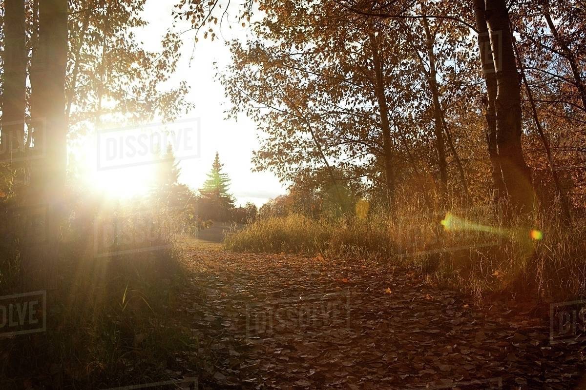 Path At Sunset - Stock Photo - Dissolve