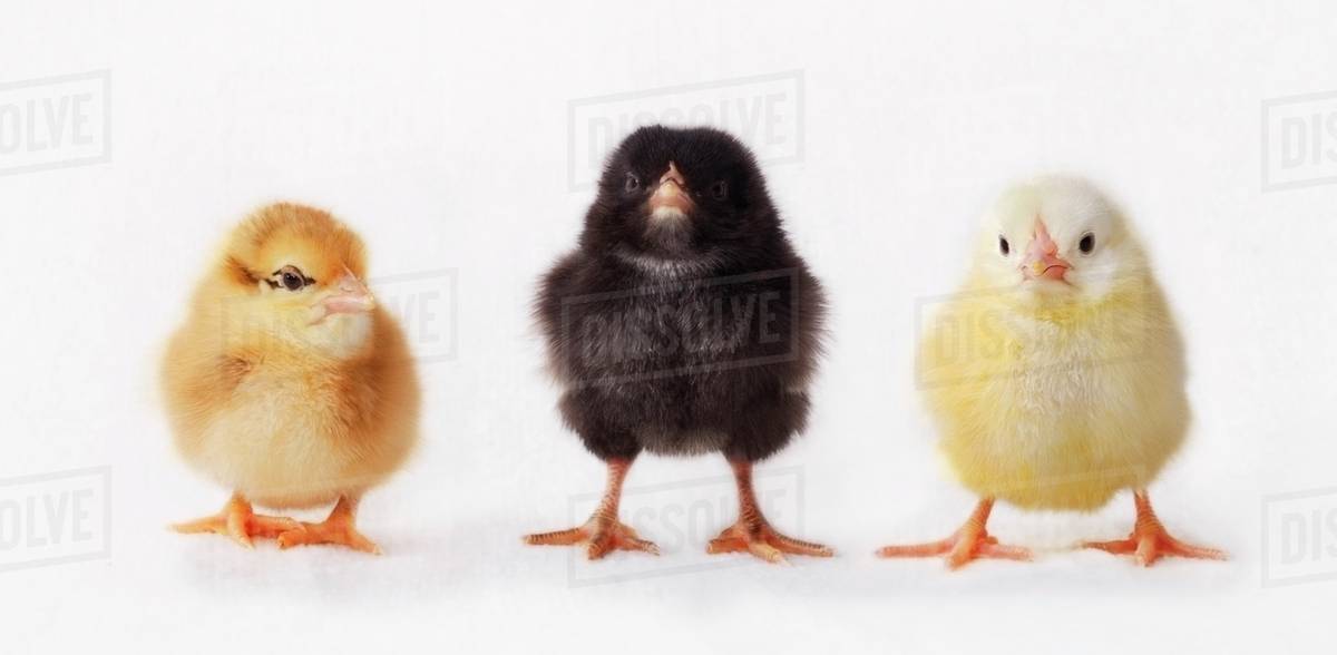 Three Baby Chickens - Royalty-free Stock Photo | Dissolve
