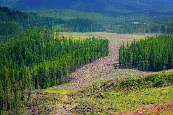 Swath Of Clear-Cut Forest - Royalty-free Stock Photo | Dissolve