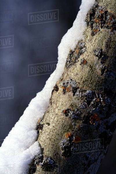 Tree Trunk With Snow On It - Royalty-free Stock Photo | Dissolve