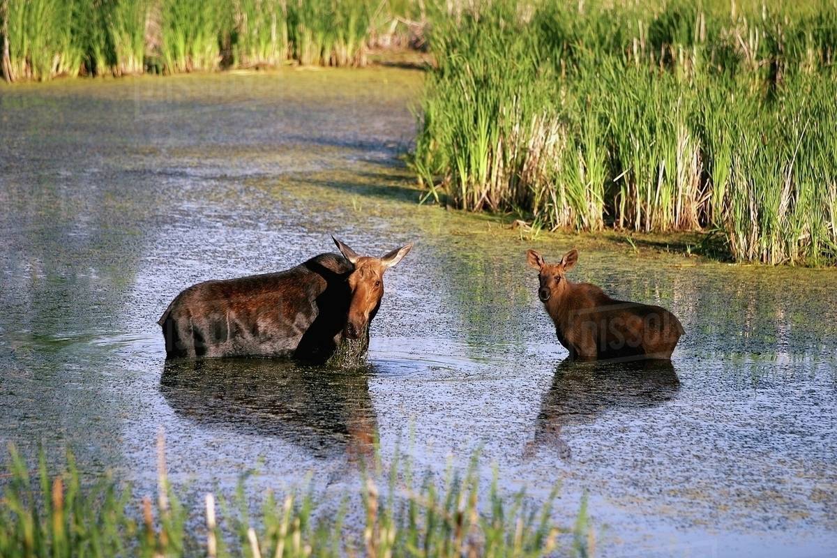 Two Moose In A Stream - Royalty-free Stock Photo | Dissolve