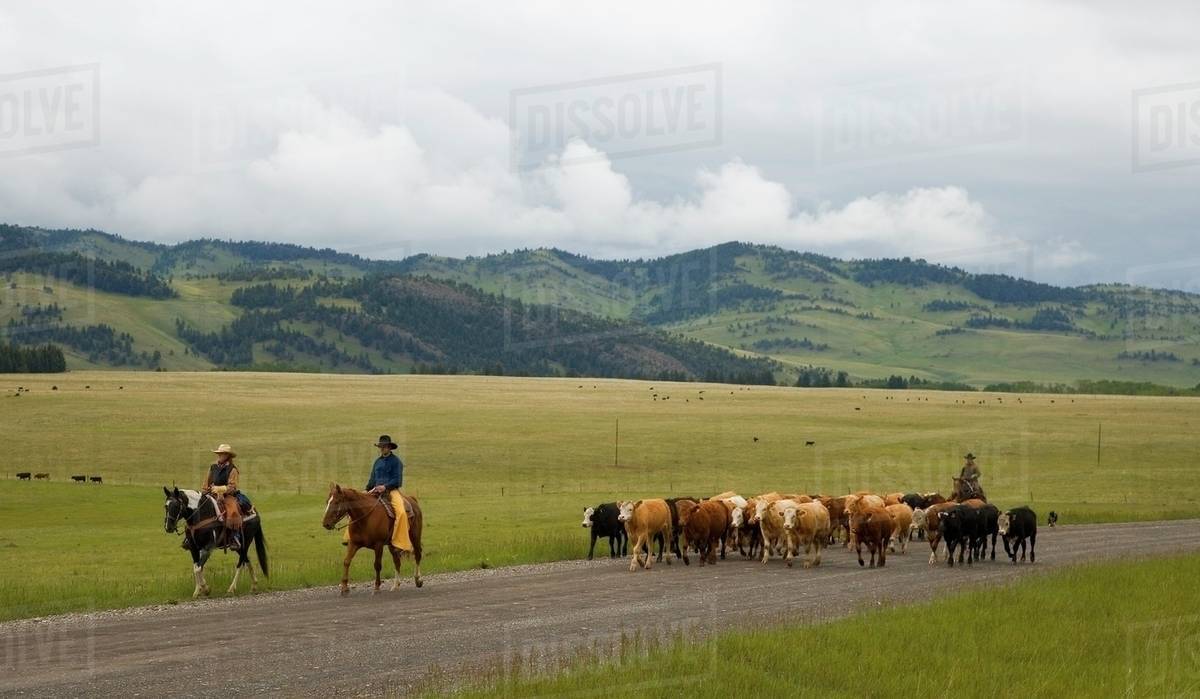 Cowboys Herding Cattle, Southern Alberta, Canada - Royalty-free Stock ...