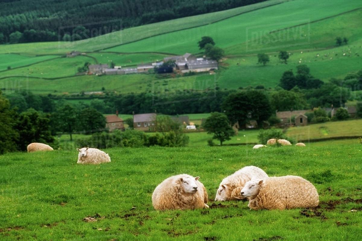 Sheep In Field, Yorkshire Dales National Park, Yorkshire, England ...