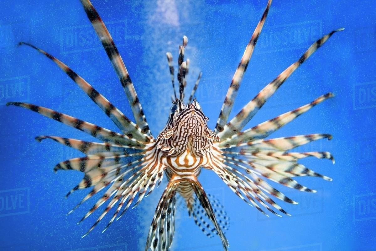 Tropical Fish - Royalty-free Stock Photo | Dissolve