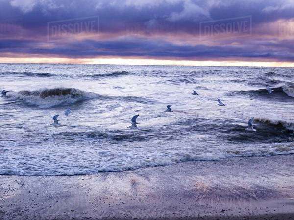 Birds Flying Over Waves - Stock Photo - Dissolve