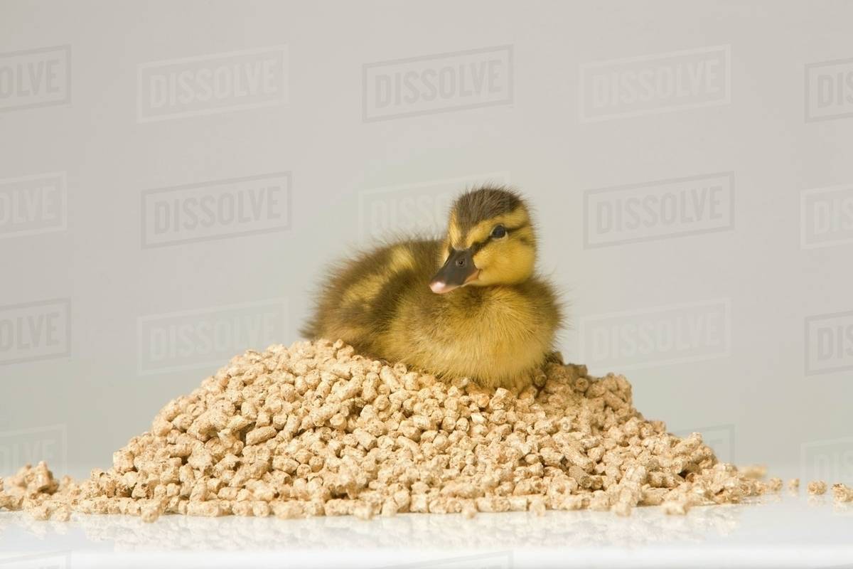 Duckling Sitting On A Pile Of Food Pellets - Stock Photo - Dissolve