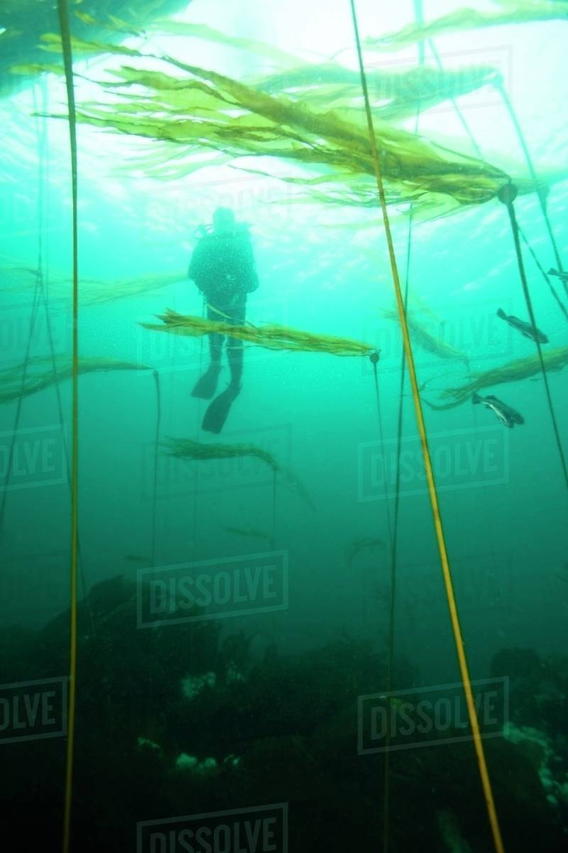 Browning Passage, Scuba Diving, Northern Vancouver Island, British ...